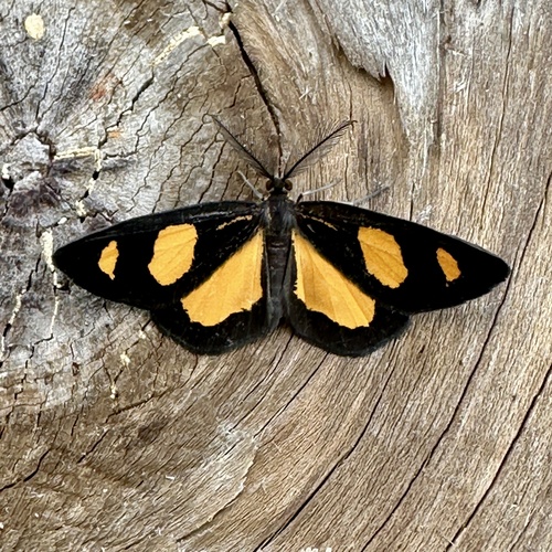 Ctimene basistriga · iNaturalist Mexico