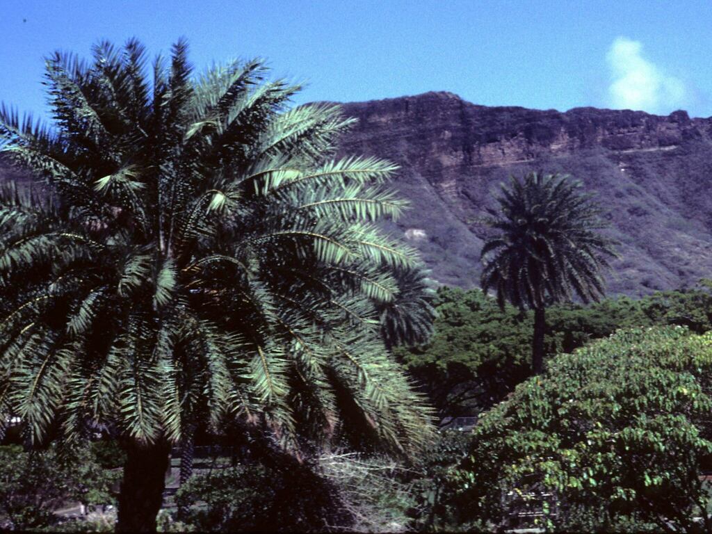date palms from Waikiki, Honolulu, HI 96815, USA on August 8, 1981 at ...