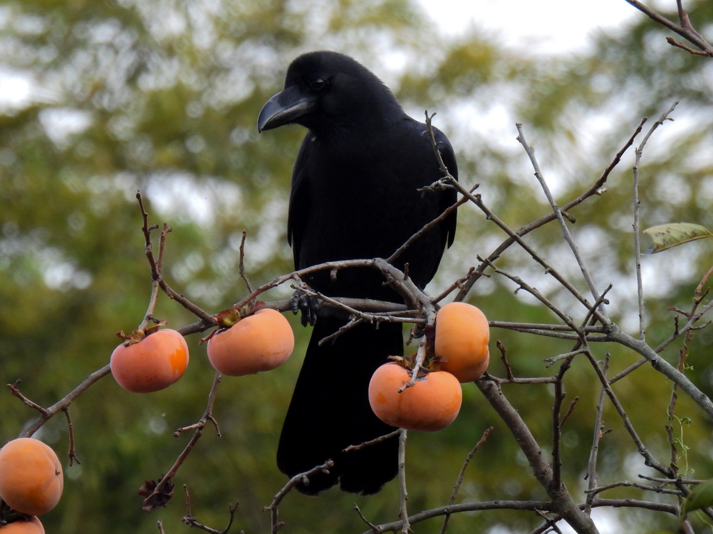 Large-billed Crow from Zushimachi, Machida, Tokyo 194-0203, Japan on ...