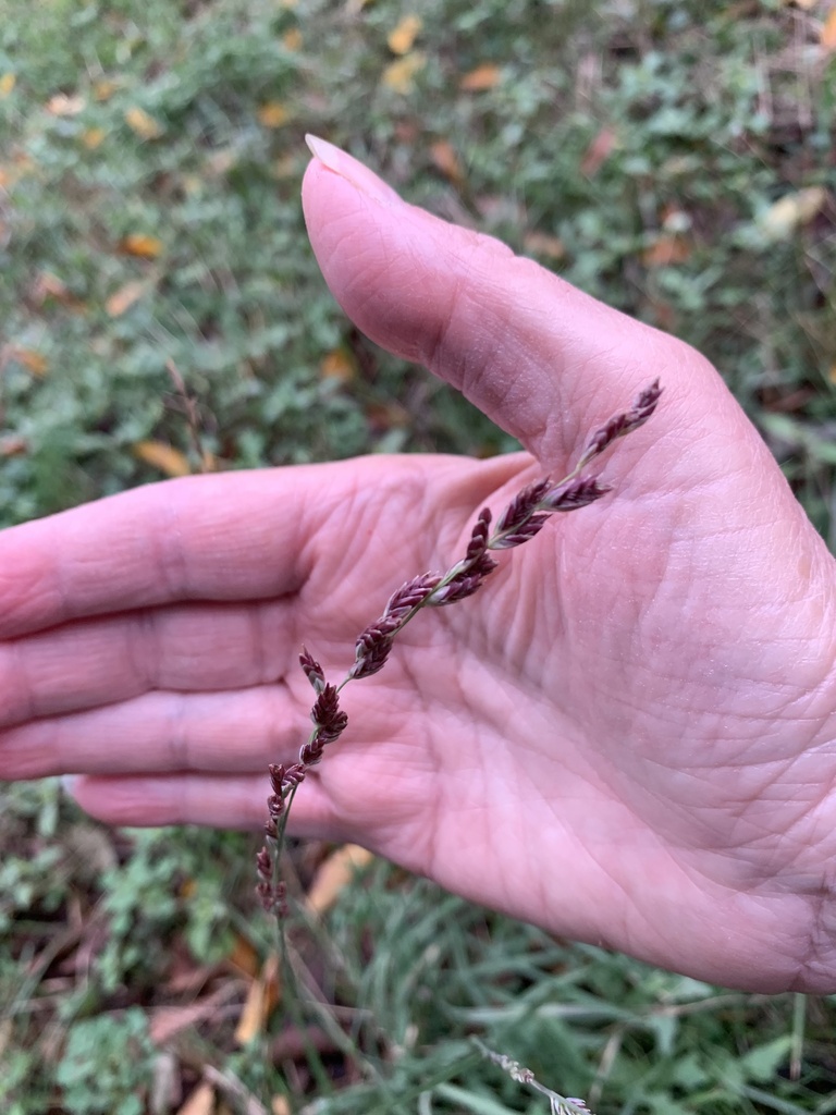 Slim Tridens from Neal St, Dallas, TX, US on October 25, 2023 at 08:30 ...