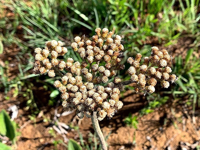 Icholocholo from Usuthu forest, Mbekhetulu on October 19, 2023 by Kate ...