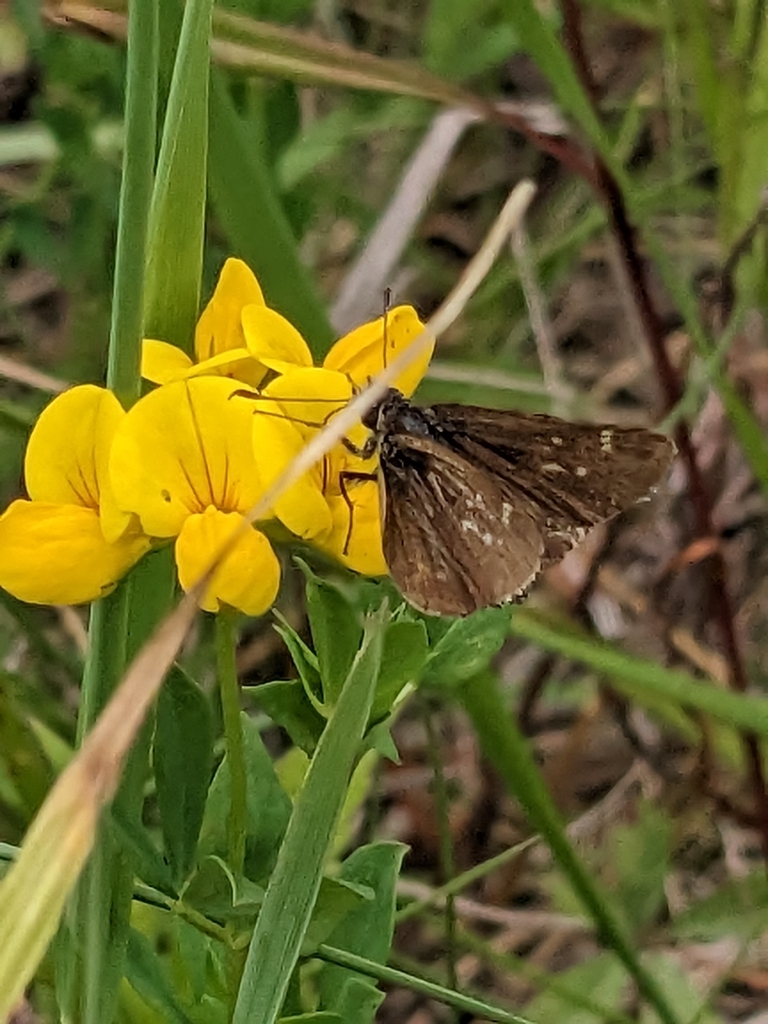 Pepper and Salt Skipper from Canaan Heights, WV 26260, USA on June 19 ...