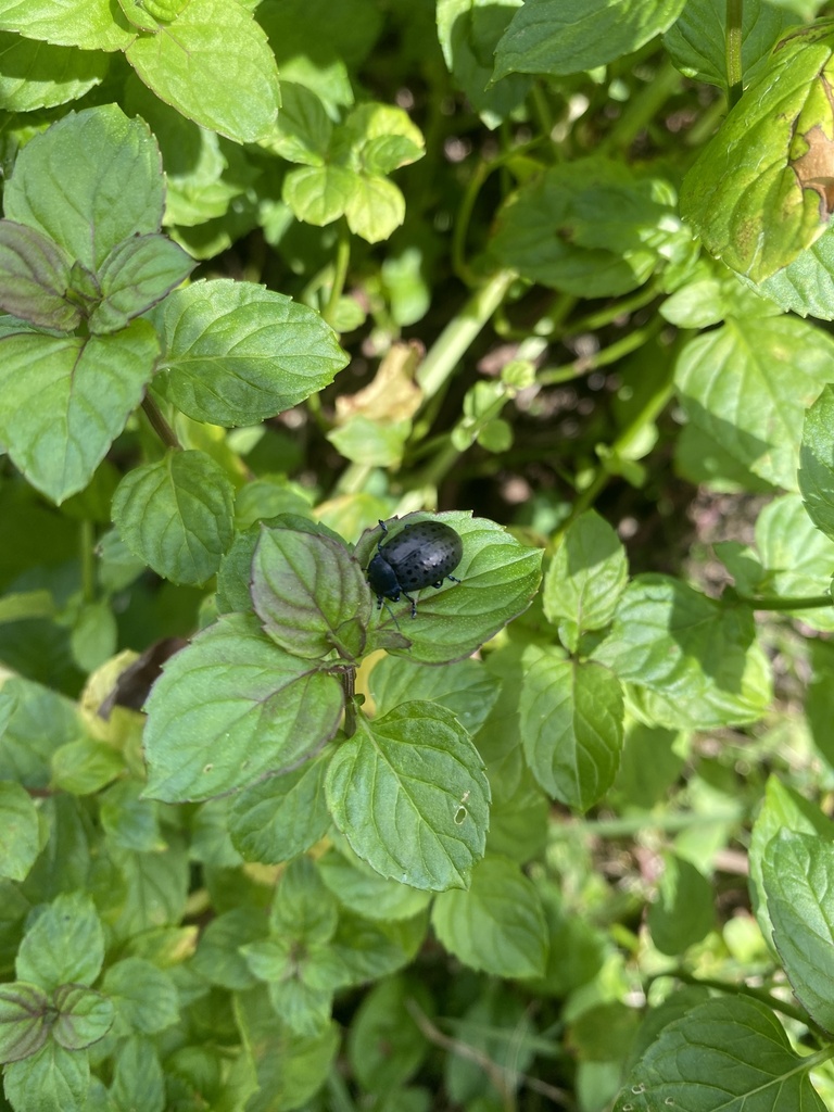 Chrysolina exanthematica from Kamisaibara, Kagamino, Tomata-Gun ...