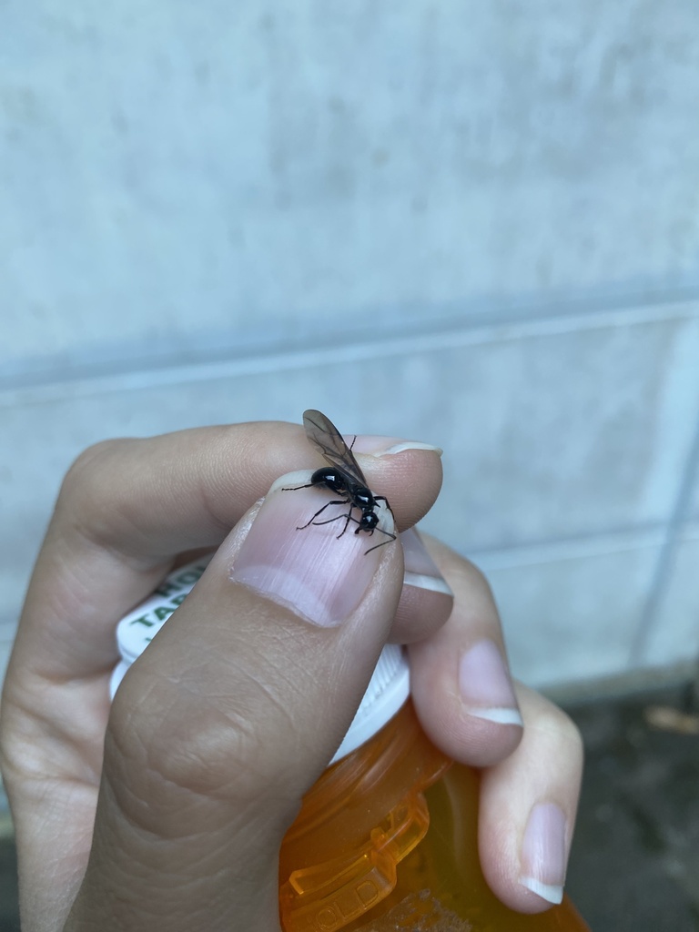 Polyrhachis lamellidens from Kamba, Maniwa, Okayama, JP on October 25 ...
