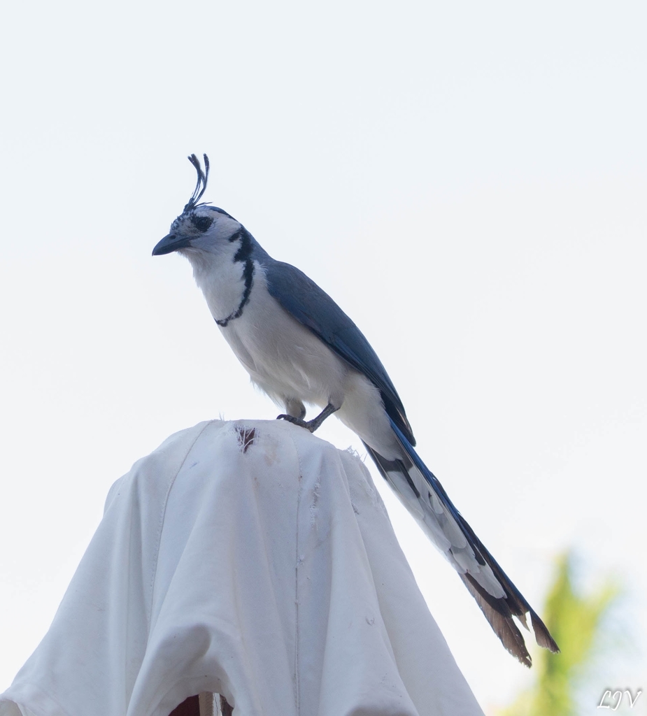 White-throated Magpie-Jay from Guanacaste Province, Costa Rica on March ...