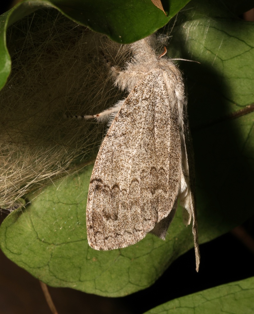 Calliteara axutha from Tsing Yi, Hong Kong on October 24, 2023 at 06:20 ...