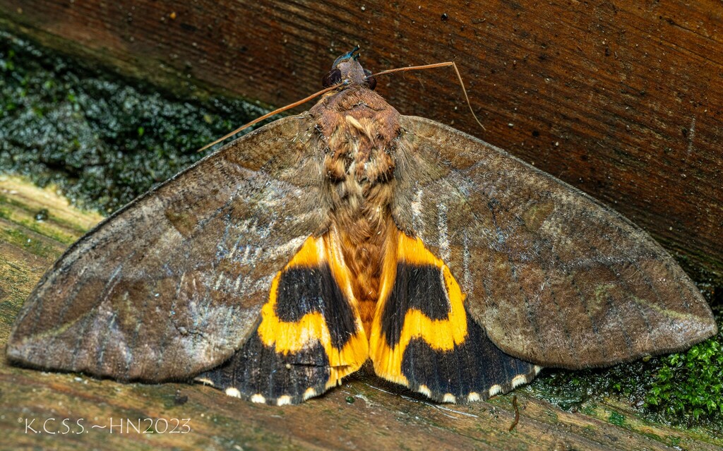 Common Fruit-piercing Moth in August 2023 by kcss · iNaturalist
