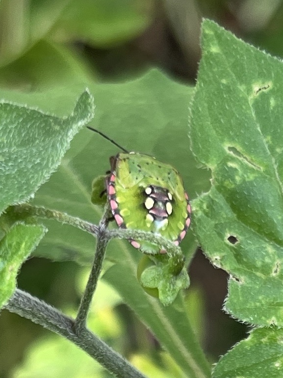 Southern Green Stink Bug in October 2023 by j__j · iNaturalist