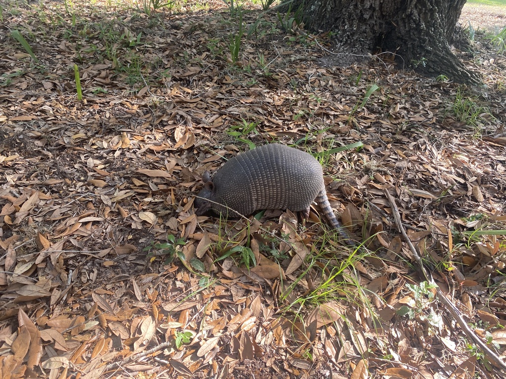 Nine-banded Armadillo from Cumberland Island, Woodbine, GA, US on May ...