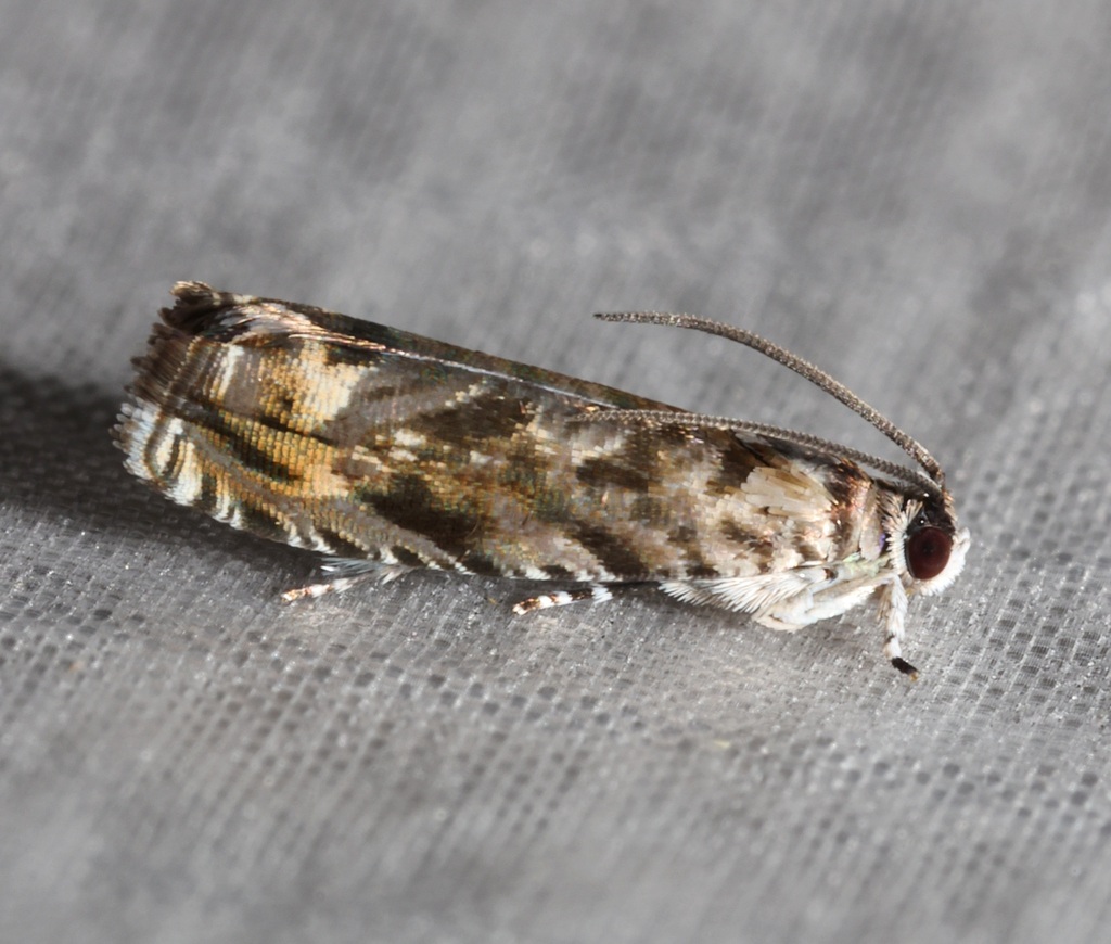 Cydia leucostoma from Tsing Yi, Hong Kong on October 24, 2023 at 07:15 ...