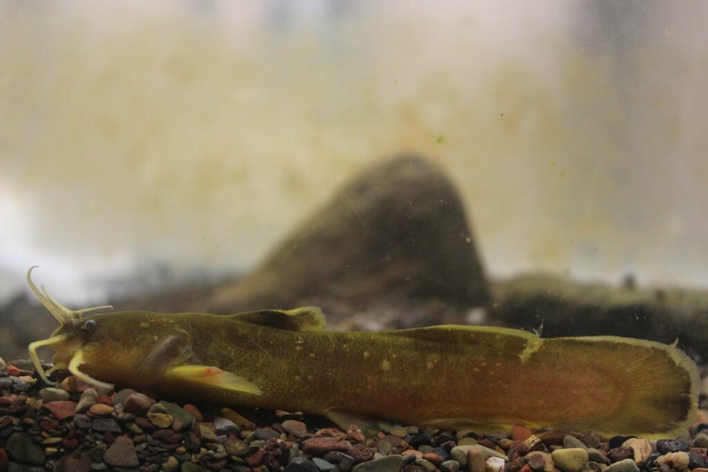 Liobagrus huaiheensis on October 25, 2023 at 10:10 PM by Pintsen JIN ...