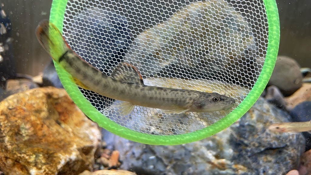 Homatula wujiangensis on October 25, 2023 at 10:10 PM by Pintsen JIN ...