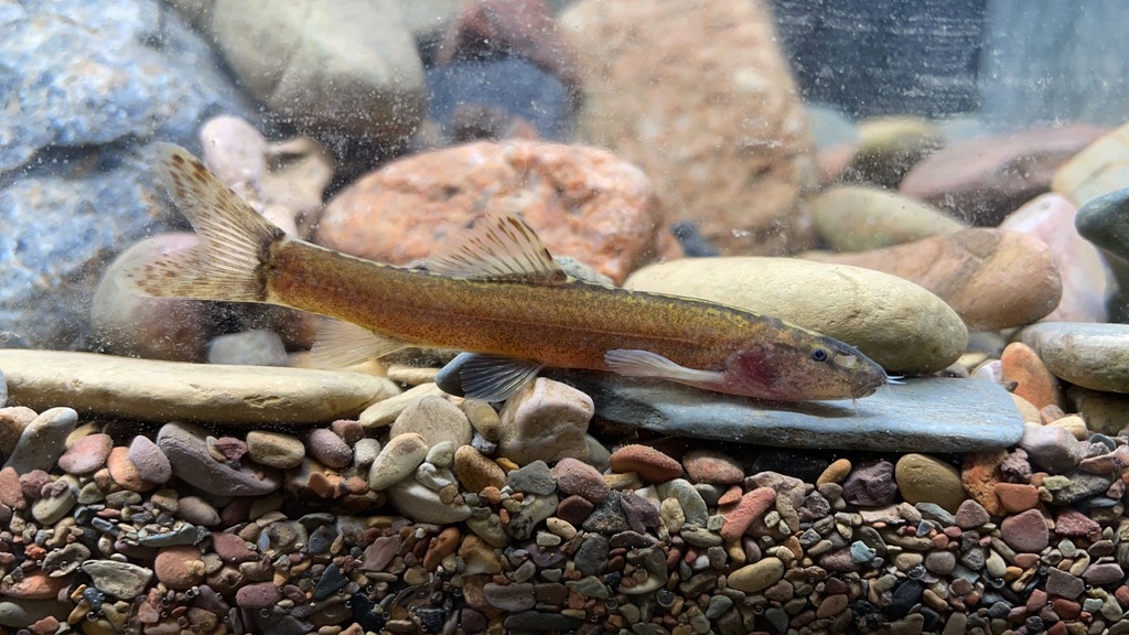 Leptobotia citrauratea on October 25, 2023 at 10:10 PM by Pintsen JIN ...