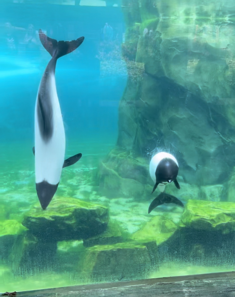 Commerson's Dolphin from Aquatica, Orlando, FL, US on October 1, 2023 ...