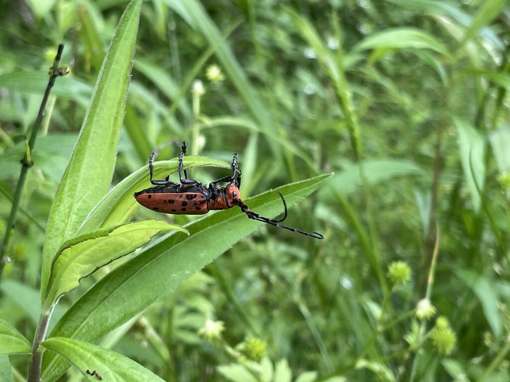 Red-spotted Longicorn Beetle in June 2022 by renshuchu · iNaturalist