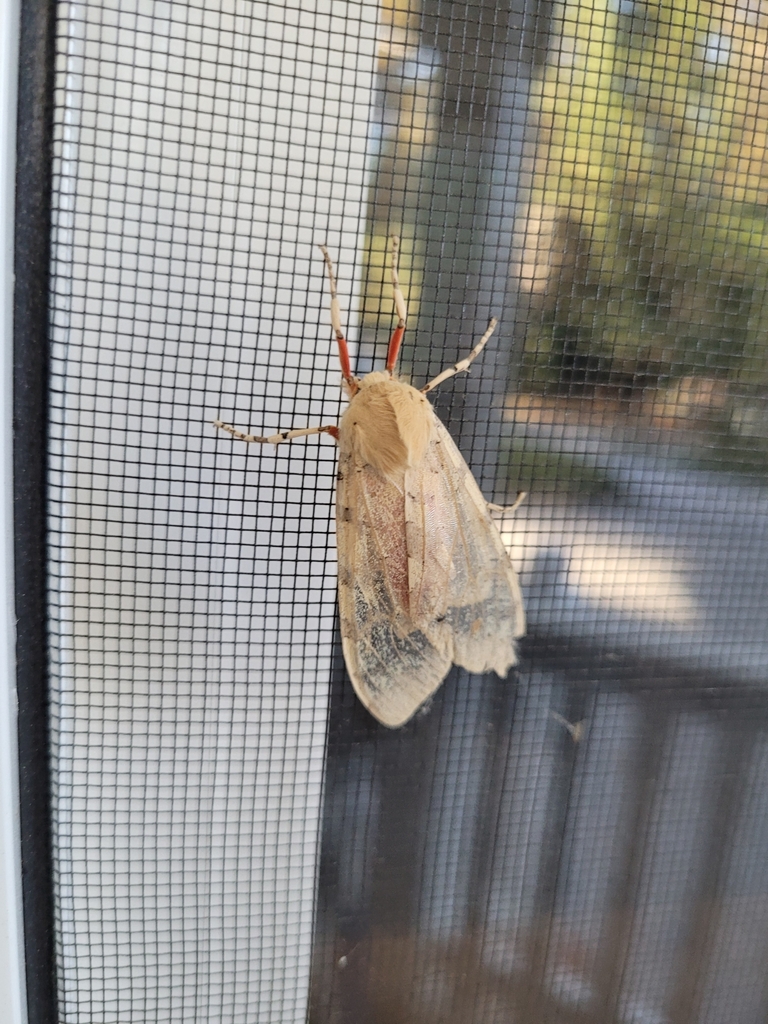 Edwards' Glassy-wing Moth from Pacific House, CA 95726, USA on October ...