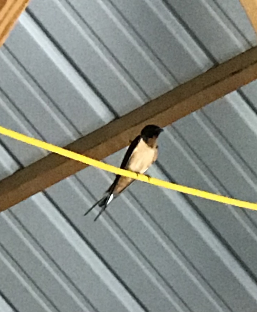 Barn Swallow from 90 Lambertville Hopewell Turnpike, Hopewell, NJ 08525 ...