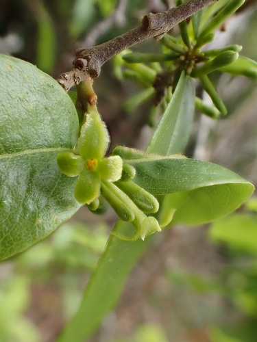 Wikstroemia furcata · iNaturalist Mexico
