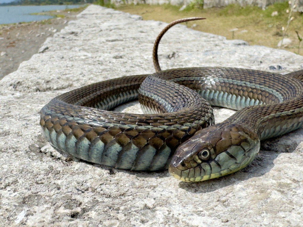 Lake Chapala Garter Snake from Malecon Lago de Chapala, Chapala, Jal ...
