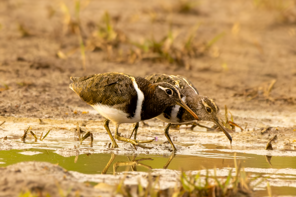 Australian Painted-Snipe (Rostratula australis) - Avian Discovery