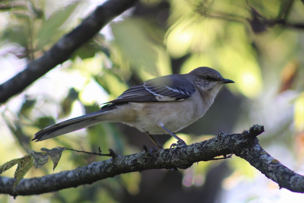 Northern Mockingbird from Montgomery County, US-AL, US on October 25 ...