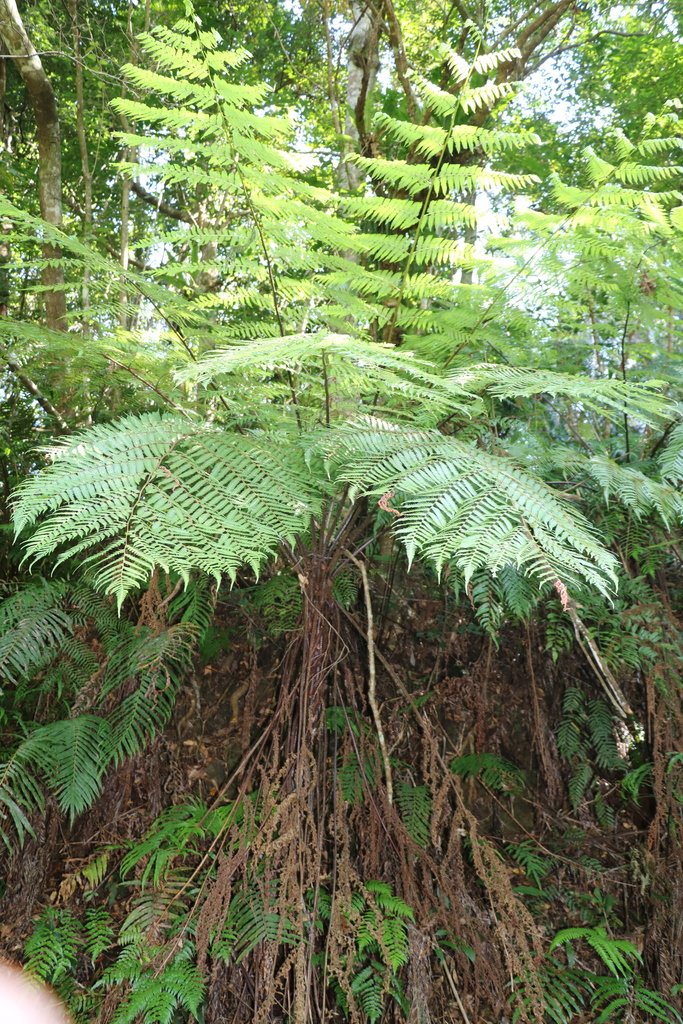 Alsophila spinulosa from 台灣新北市烏來區 on October 25, 2023 at 10:07 AM by ...