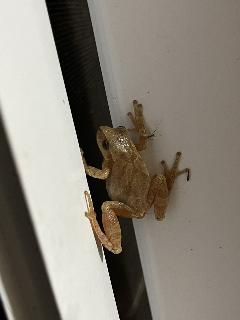Spring Peeper from Powell Rd, Harbor Springs, MI, US on October 24 ...