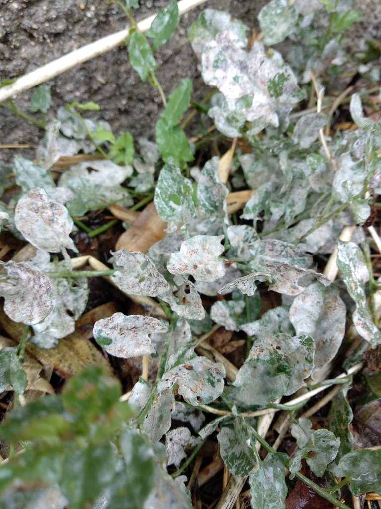 Bindweed Powdery Mildew in October 2023 by zorille · iNaturalist