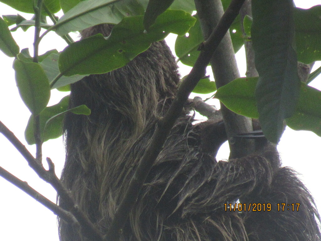 Linnaeus's Two-toed Sloth in January 2019 by Daniele Barcelos · iNaturalist