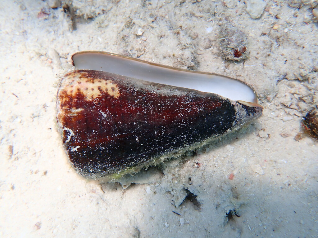 Leopard Cone from Fanjove Island, Tanzania on October 24, 2023 at 11:18 ...