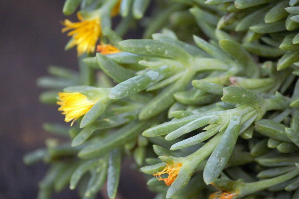 Gauteng Sheepfig from Carletonville, 2499, South Africa on October 25 ...