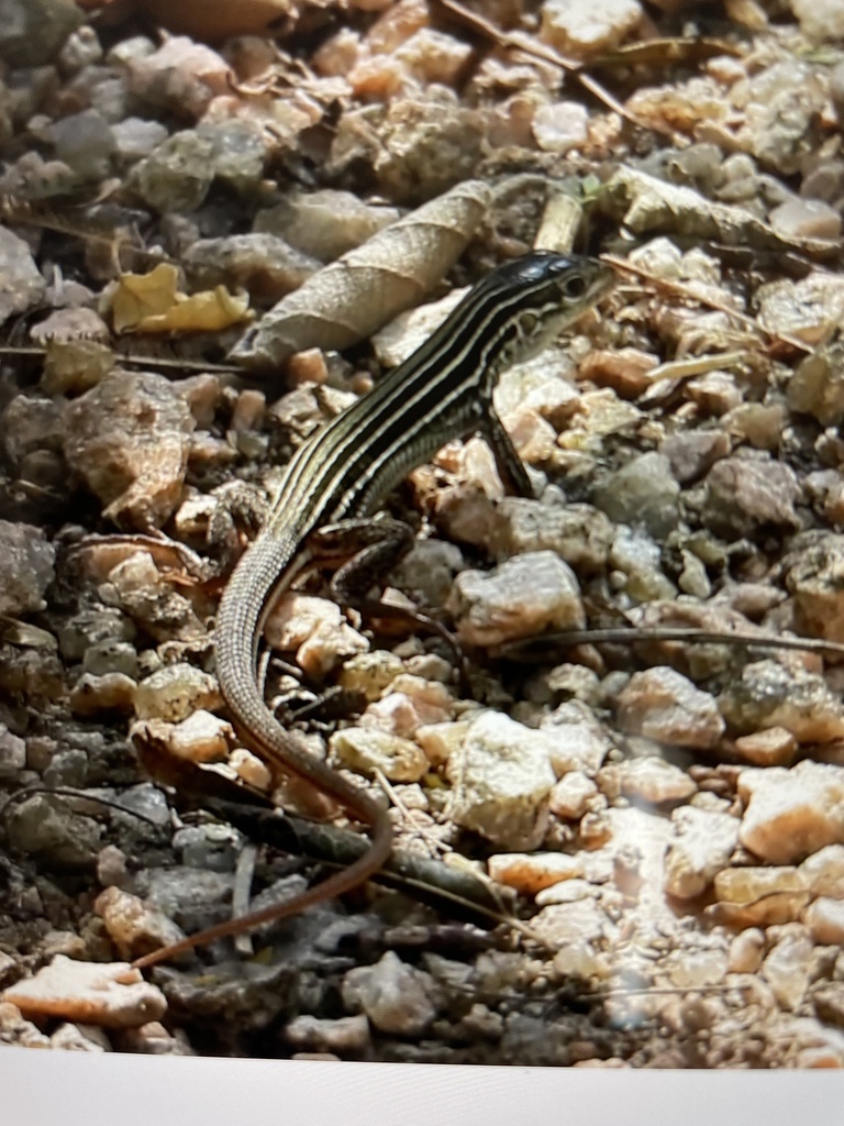 Common Spotted Whiptail from Aloe Vera St, Mission, TX, US on October ...