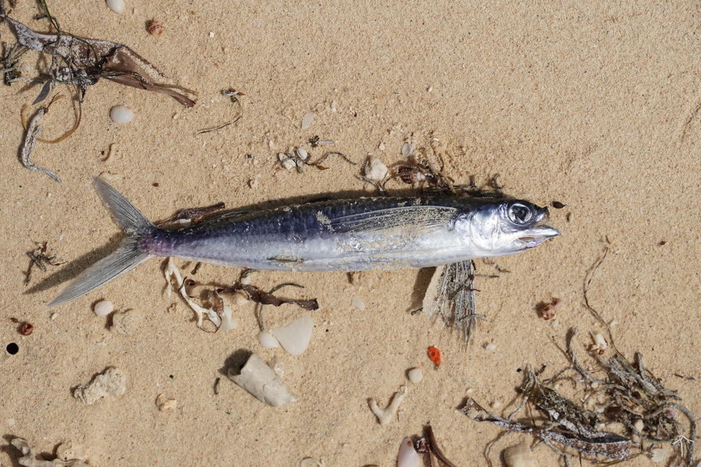 Halfbeaks (Hemiramphidae) - Marine Life Identification