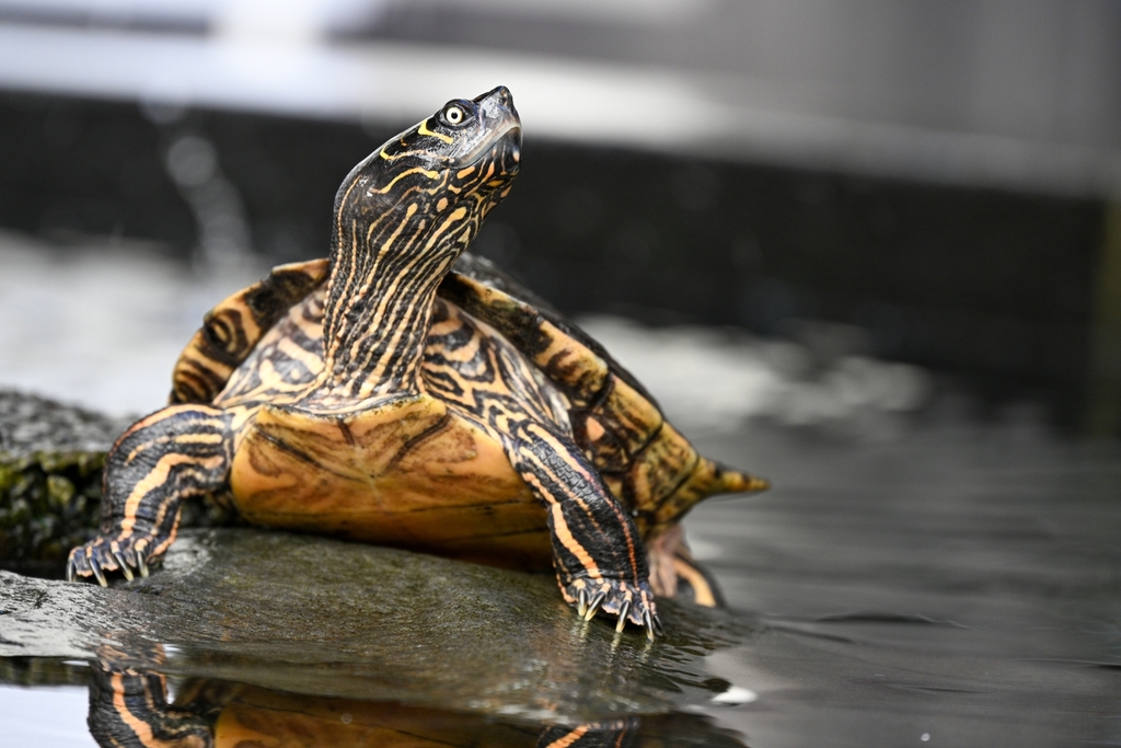 False Map Turtle (Graptemys pseudogeographica) - Marine Life Identification