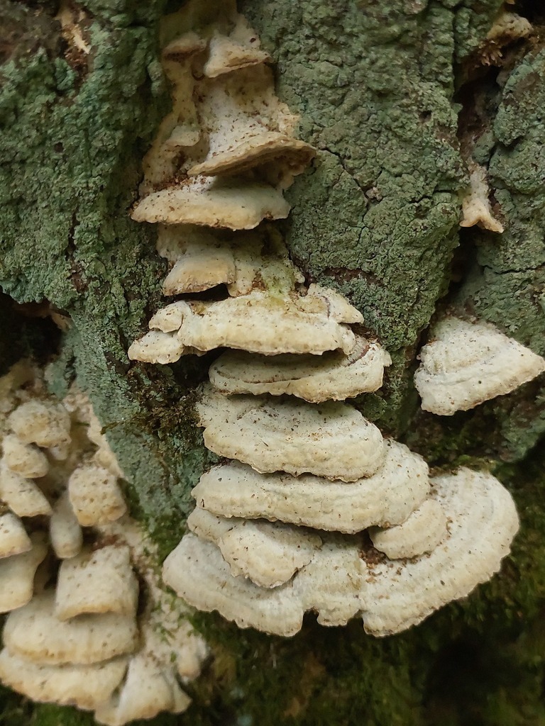Trametes pubescens from Пісківка, Київська обл., Україна, 07820 on ...