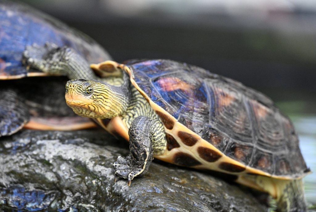 Common thread turtle in October 2023 by Charlotte Kirchner · iNaturalist
