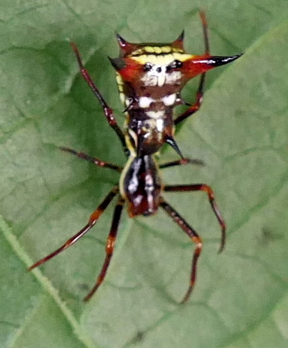 Micrathena Spiders from Zona rural de Paudalho - Pernambuco on October ...