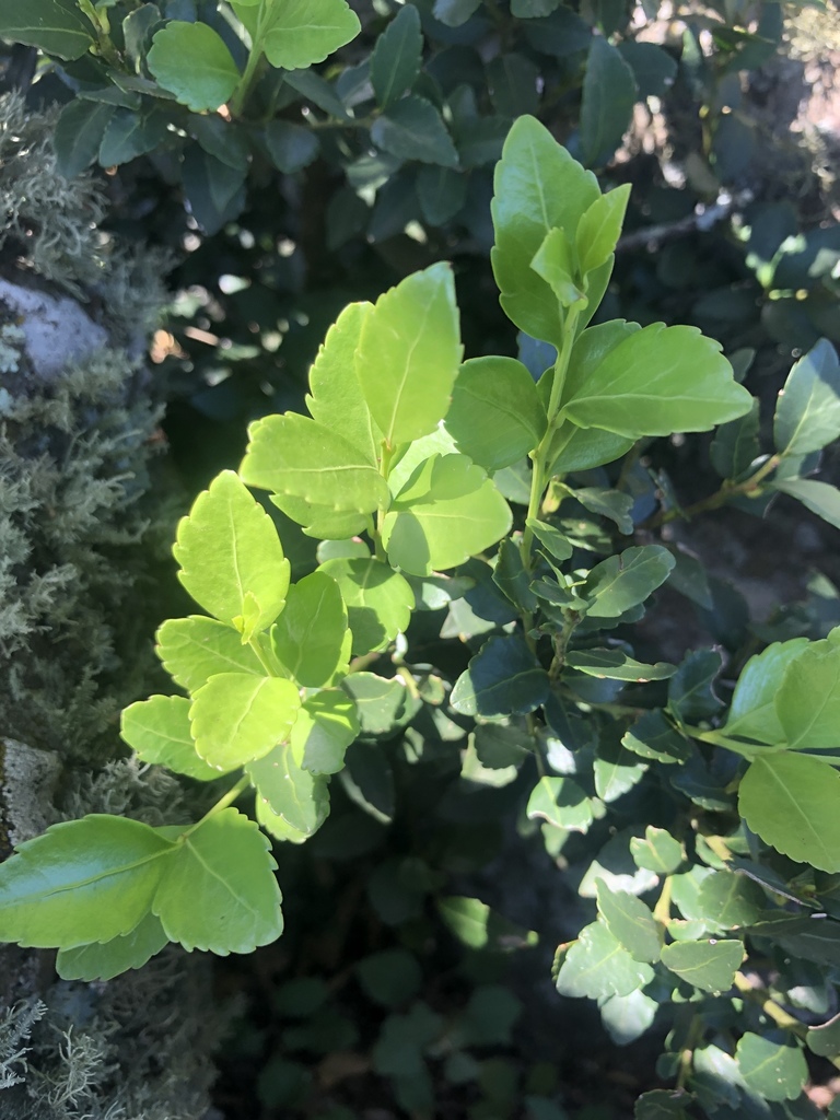 Scolopia oreophila - plant details - WorldFloraDB