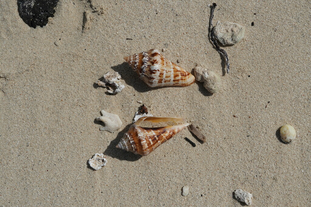 True Conchs in October 2023 by Pierre-Louis Stenger · iNaturalist