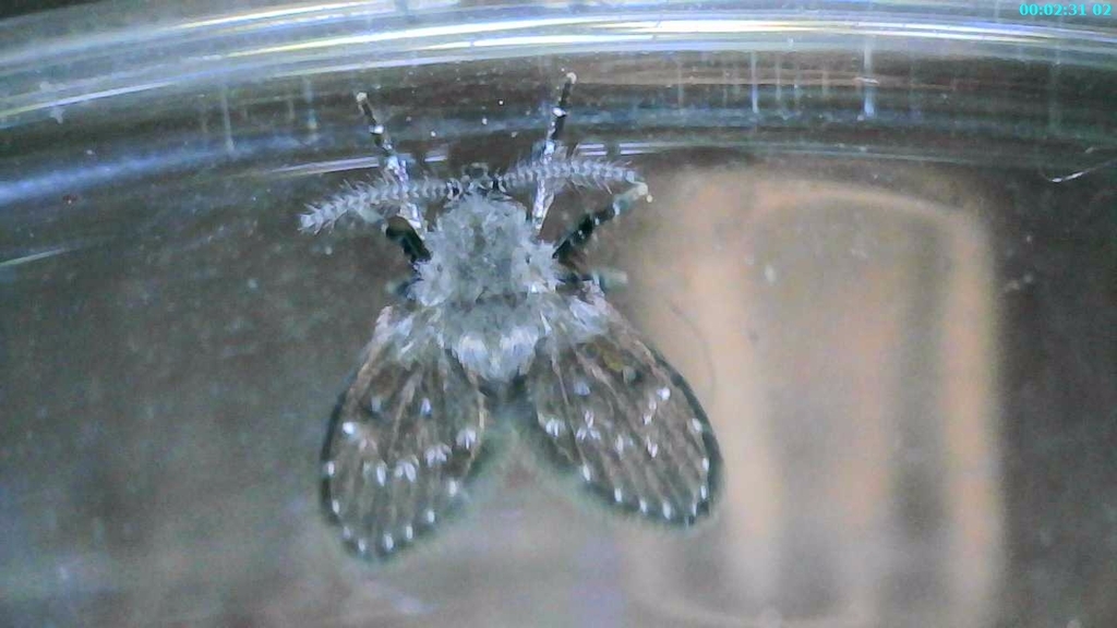 Bathroom Moth Fly from Clinton Township, NJ, USA on October 25, 2023 at ...