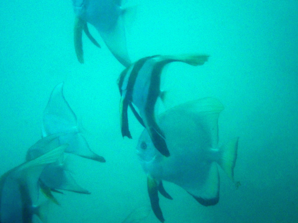 Golden Spadefish (Platax boersii) - Marine Life Identification