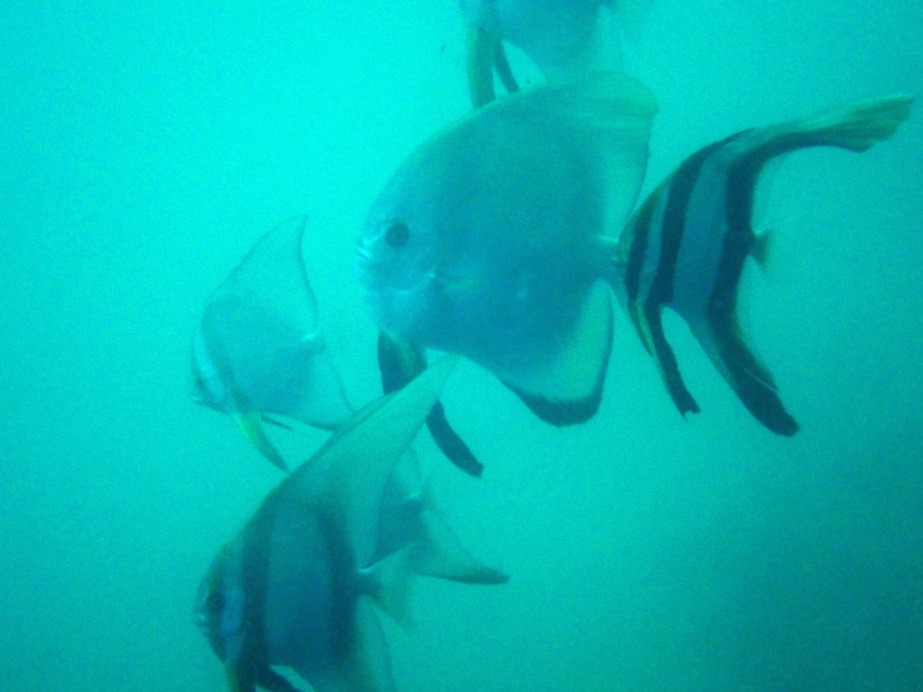 Golden Spadefish (Platax boersii) - Marine Life Identification