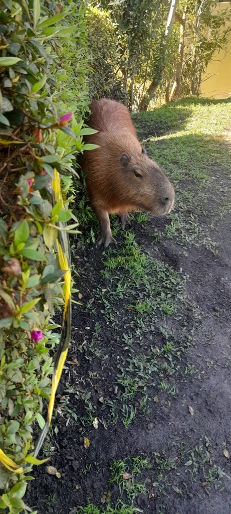 Capybara from Matriz, Curitiba - PR, 80730, Brasil on August 7, 2023 at ...