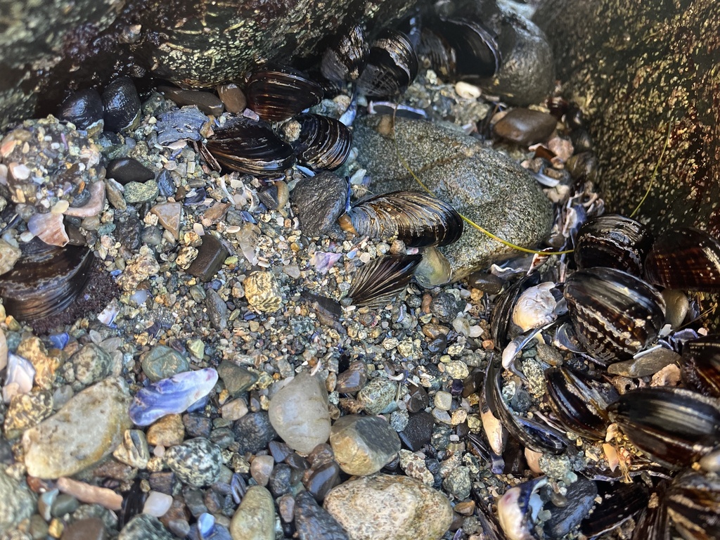 California Mussel from Dana Point, CA, US on October 15, 2023 at 02:32 ...