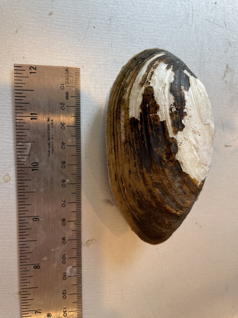 Yellow Sandshell in October 2023 by Caleb Knerr · iNaturalist