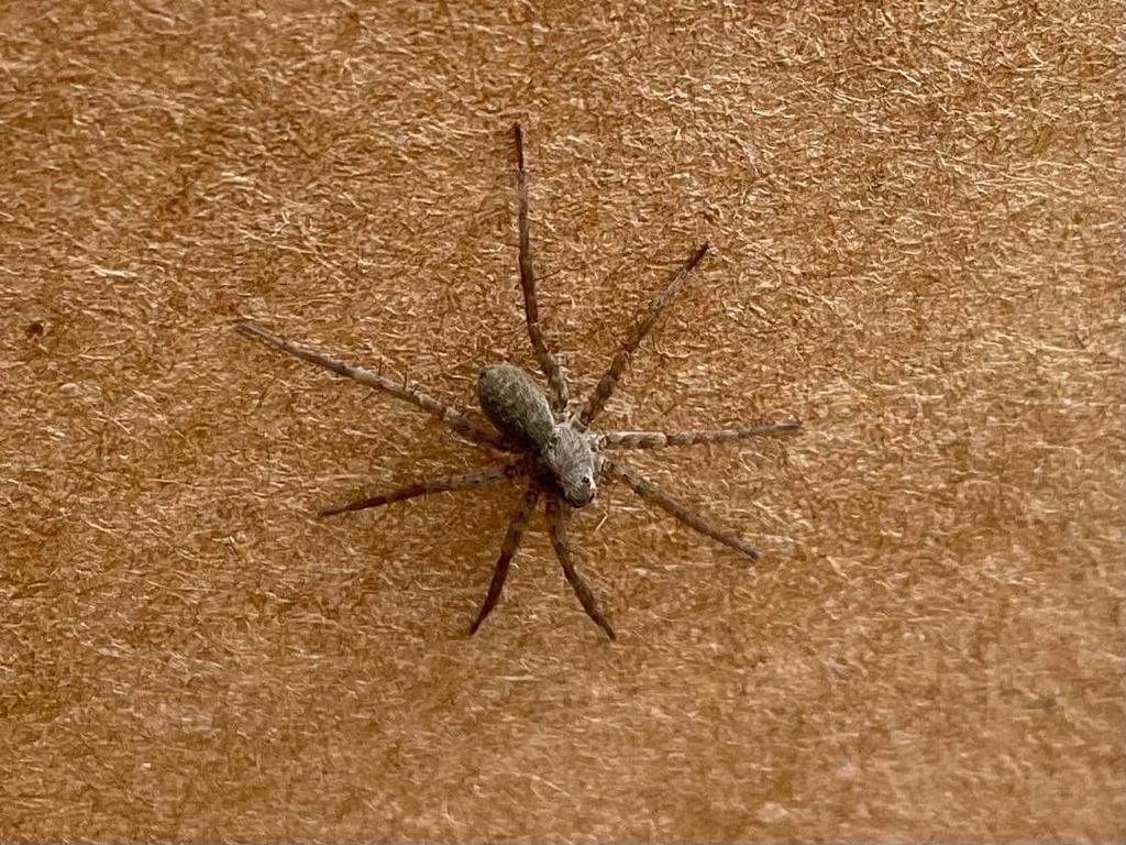 White-banded Fishing Spider in October 2023 by SpeciesLifelist ...