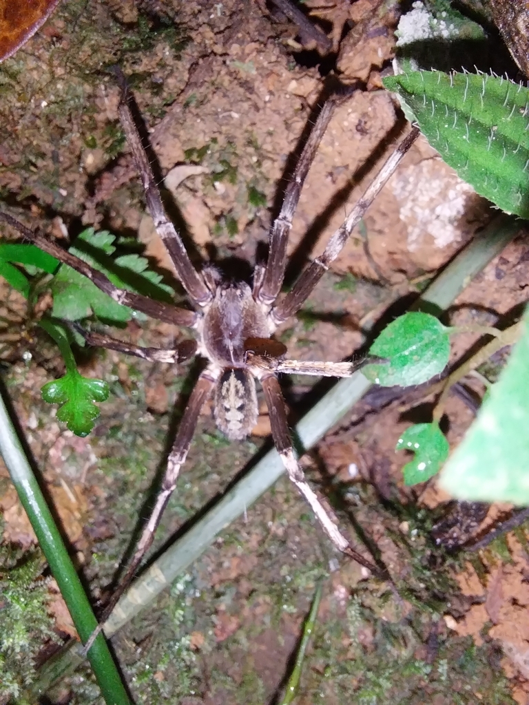 Wandering Spiders from Diego Martin Regional Corporation, Trinidad and ...