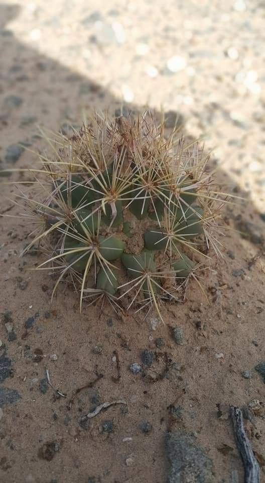 Long-tubercled Cory Cactus in October 2023 by septentrion · iNaturalist