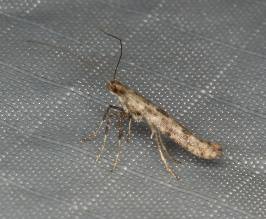 Caloptilia from Parc régionale de la rivière Métis on October 20, 2023 ...