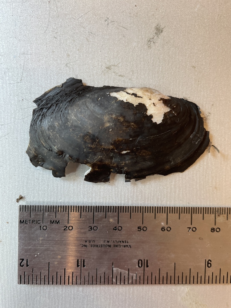 Fragile Papershell in October 2023 by Caleb Knerr · iNaturalist